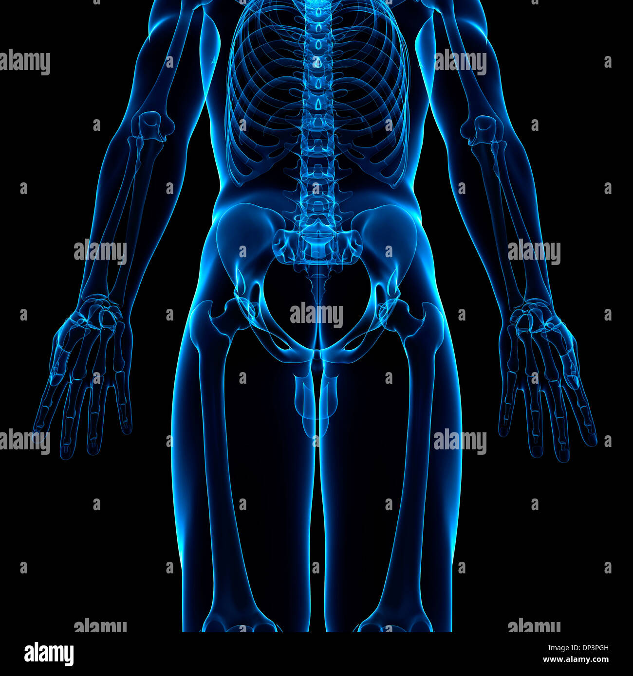 Human skeleton, artwork Stock Photo - Alamy