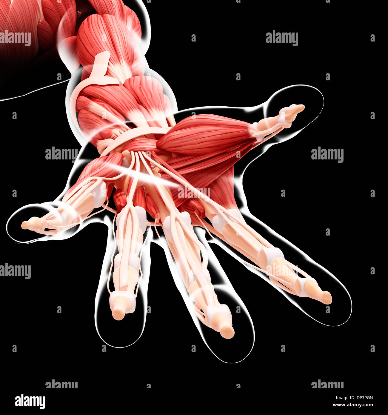 Human arm musculature, artwork Stock Photo - Alamy