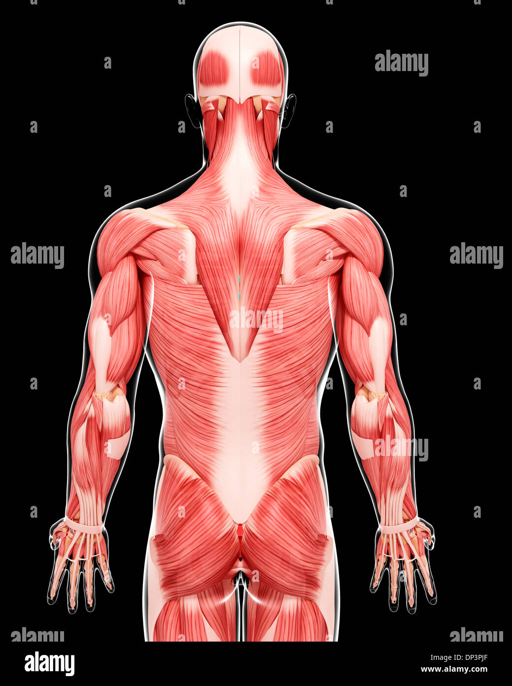 Human musculature, artwork Stock Photo - Alamy