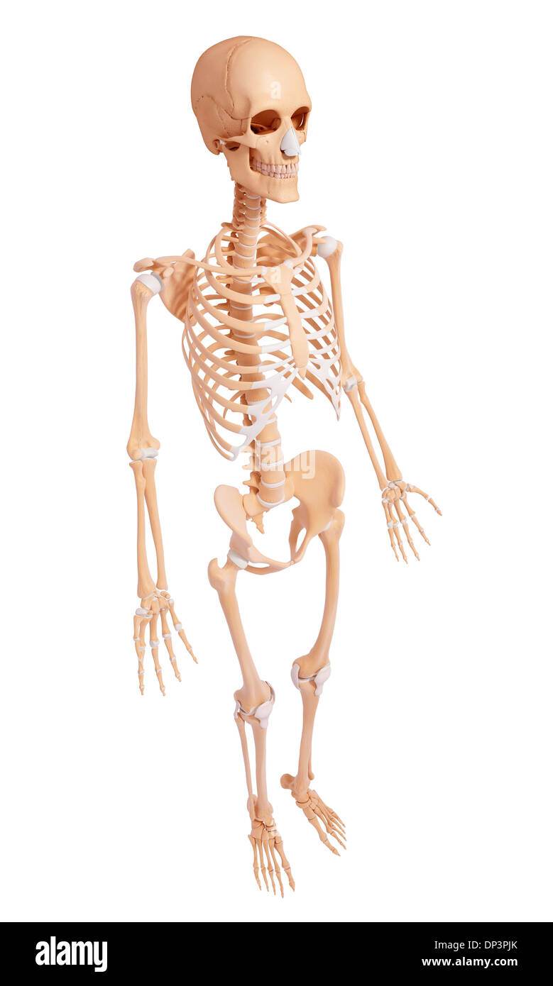 Human skeleton, artwork Stock Photo - Alamy