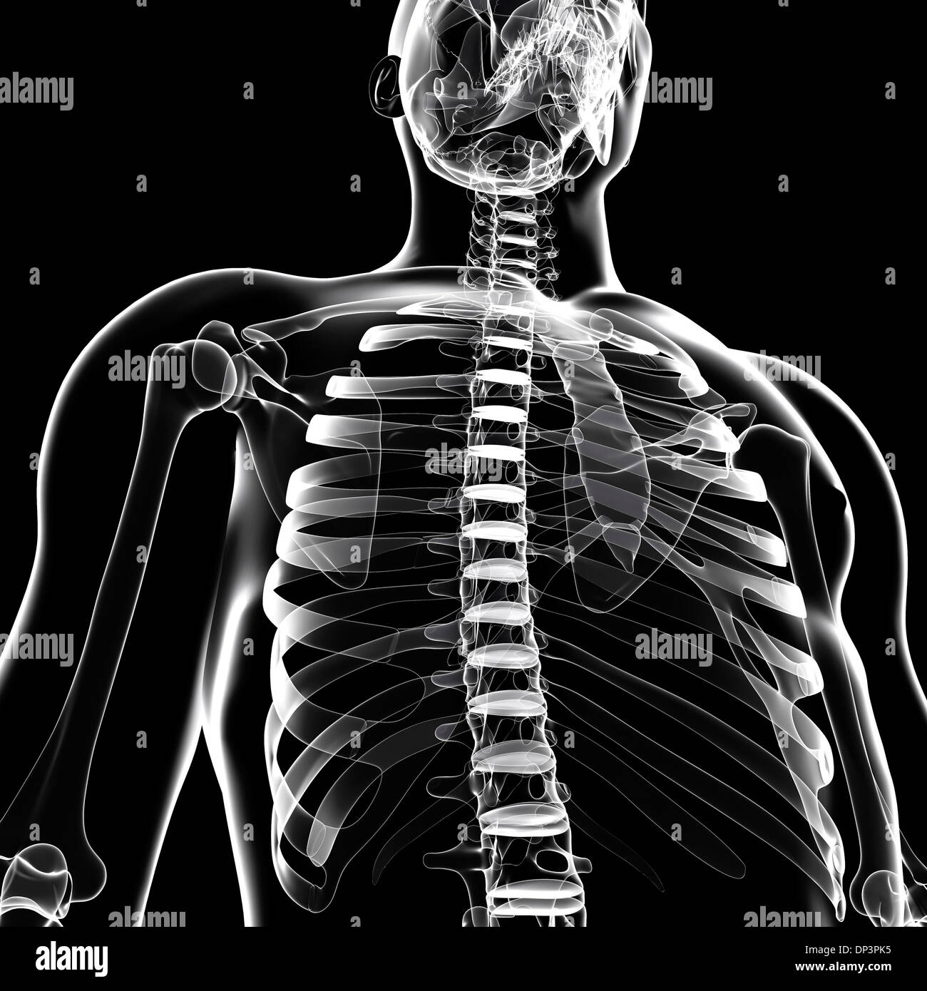 Man human skull three quarter view hi-res stock photography and images ...