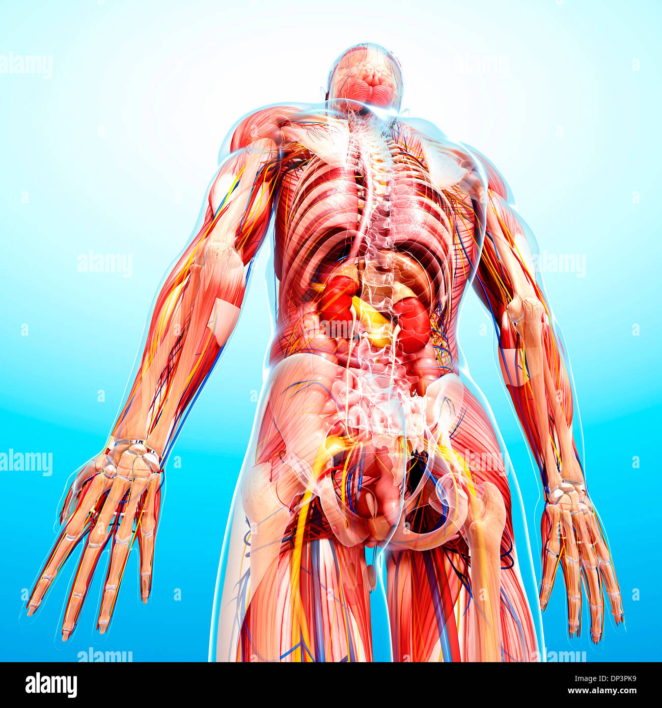 Male anatomy, artwork Stock Photo - Alamy