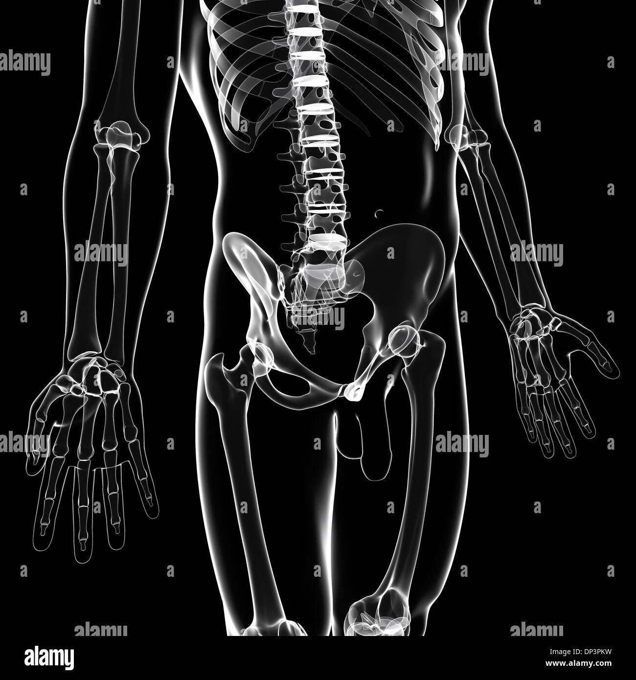 Human skeleton, artwork Stock Photo - Alamy