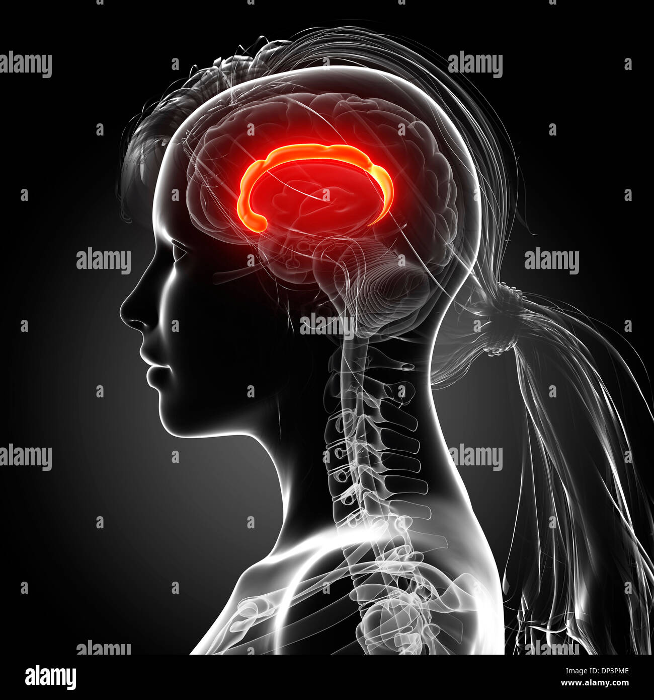 Female brain artwork hi-res stock photography and images - Alamy