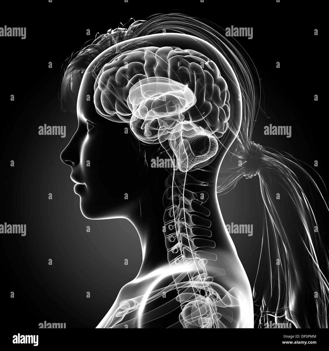 Female brain, artwork Stock Photo - Alamy