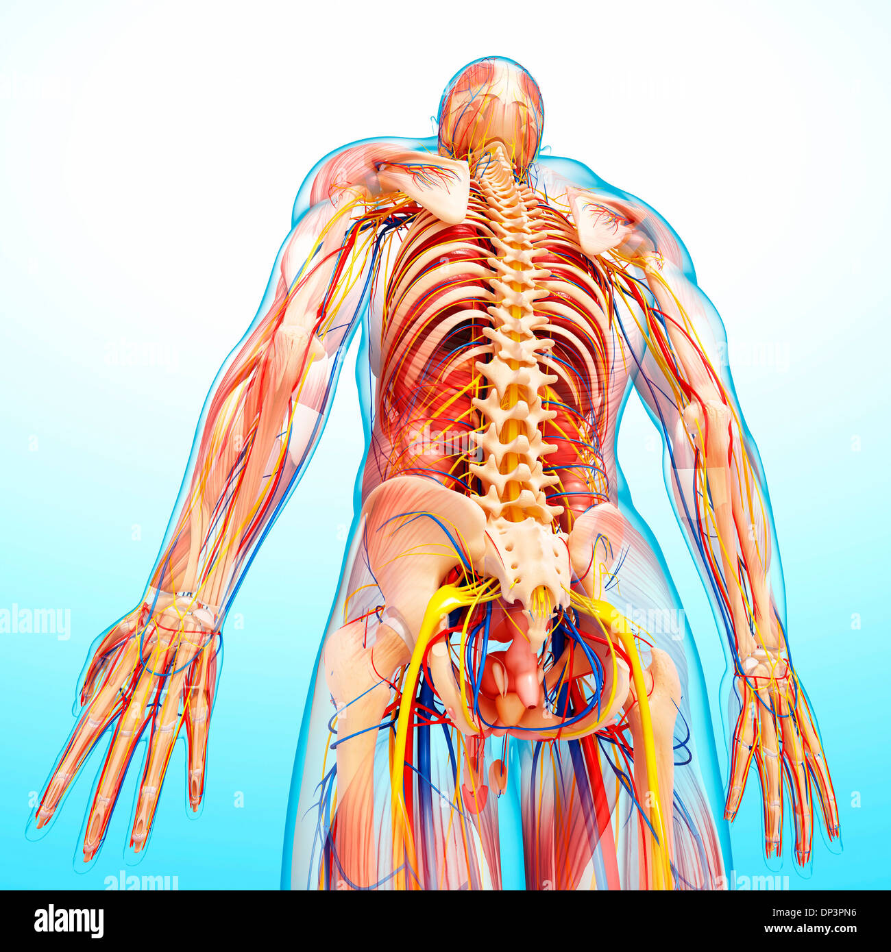 Rear view male pelvis sacrum hi-res stock photography and images - Alamy