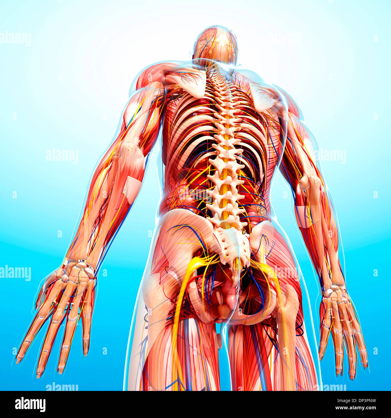 Rear view male pelvis sacrum hi-res stock photography and images - Alamy