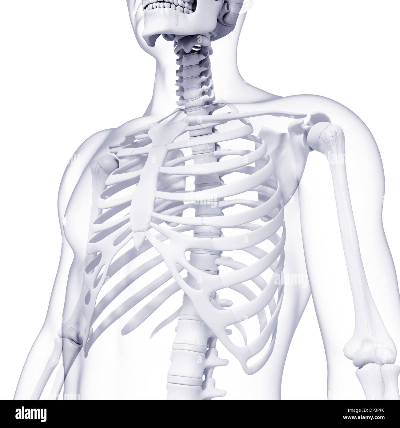 Human skeleton, artwork Stock Photo - Alamy