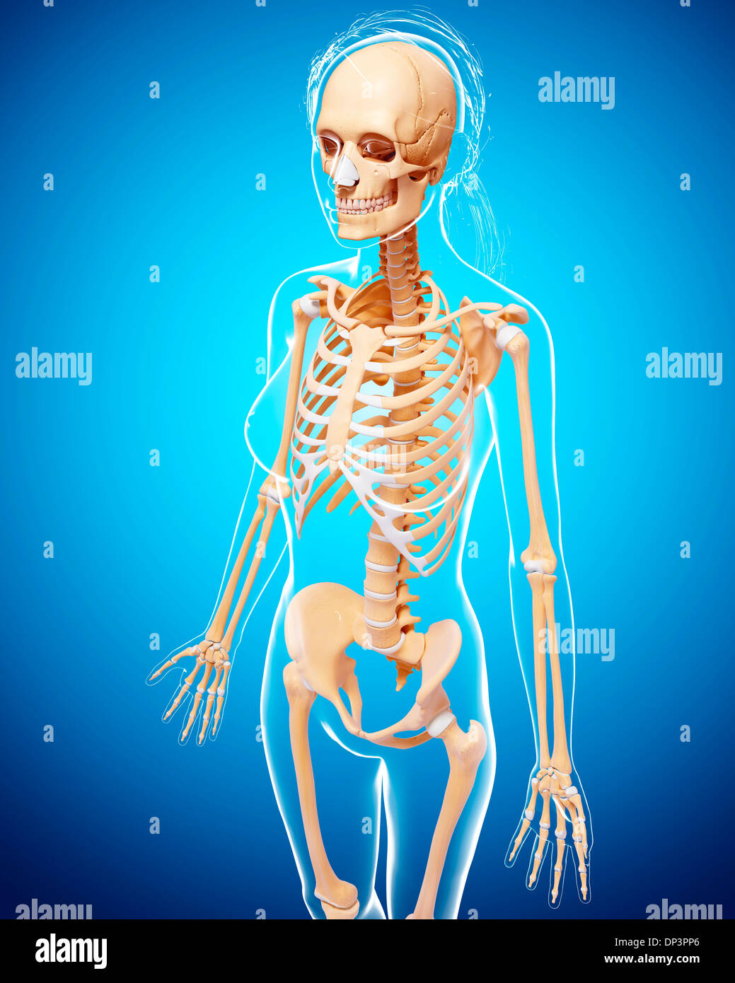 Human skeleton, artwork Stock Photo - Alamy