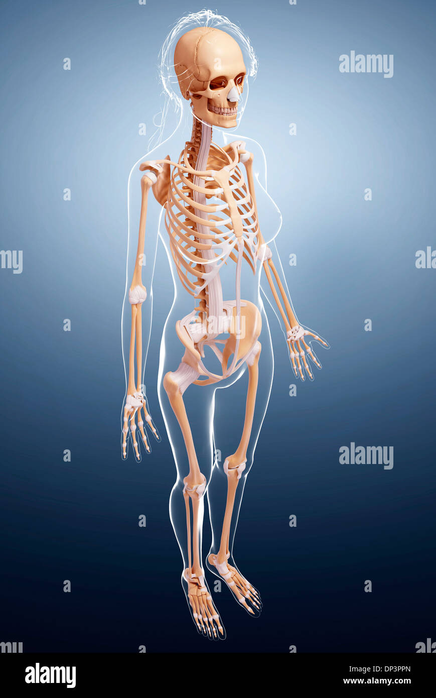 Female skeleton, artwork Stock Photo - Alamy