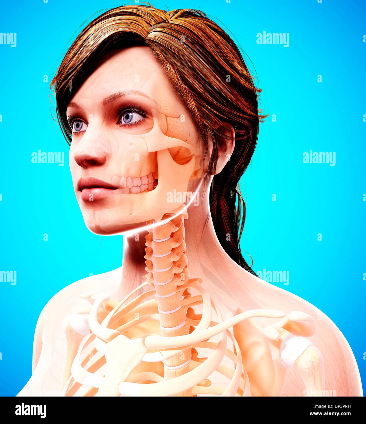 Female skeleton, artwork Stock Photo - Alamy