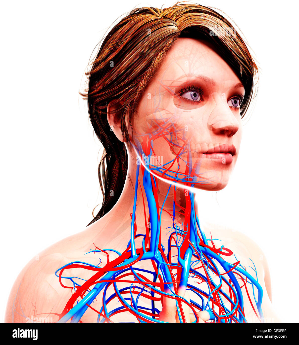 Female cardiovascular system, artwork Stock Photo - Alamy