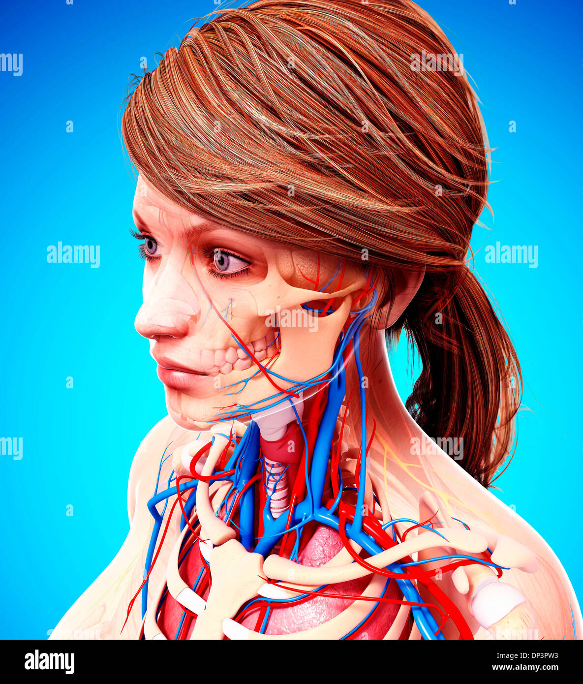 Female anatomy, artwork Stock Photo - Alamy