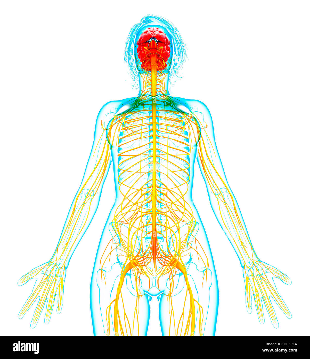 Female nervous system, artwork Stock Photo - Alamy