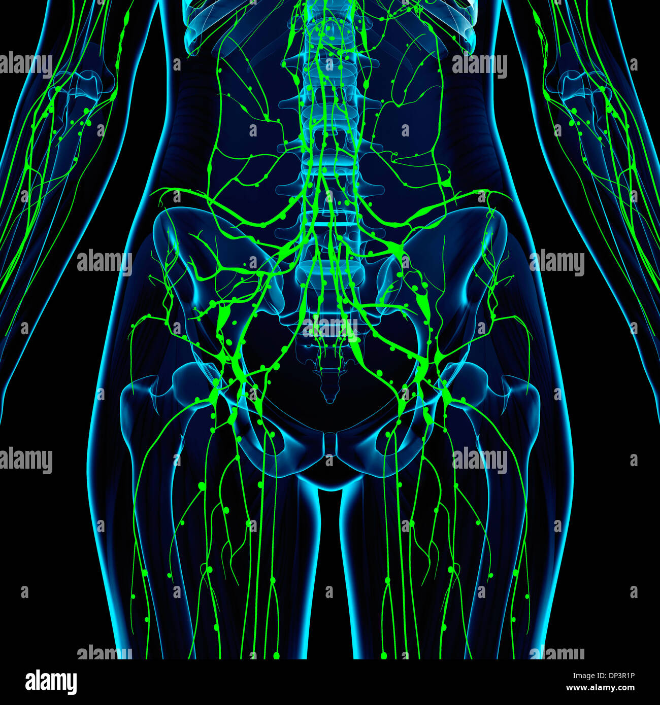 Human lymphatic system hi-res stock photography and images - Alamy