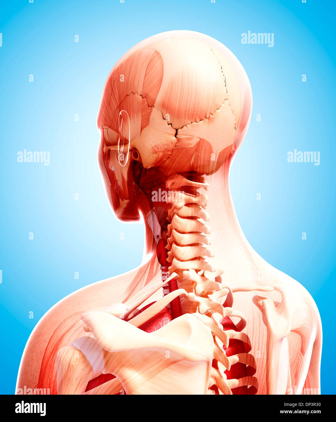 Anatomy human skull rear view hi-res stock photography and images - Alamy