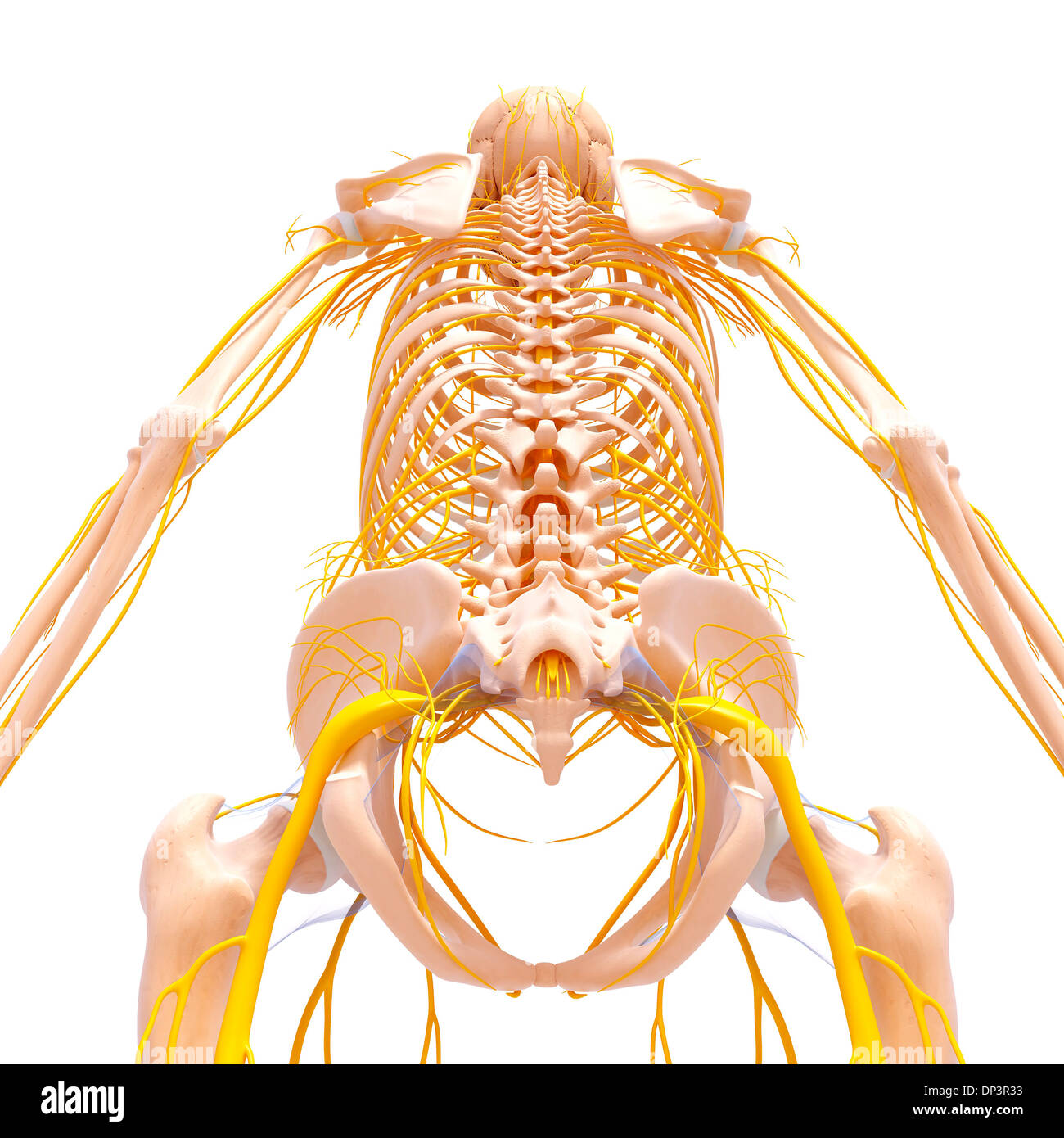 Human nervous system, artwork Stock Photo - Alamy