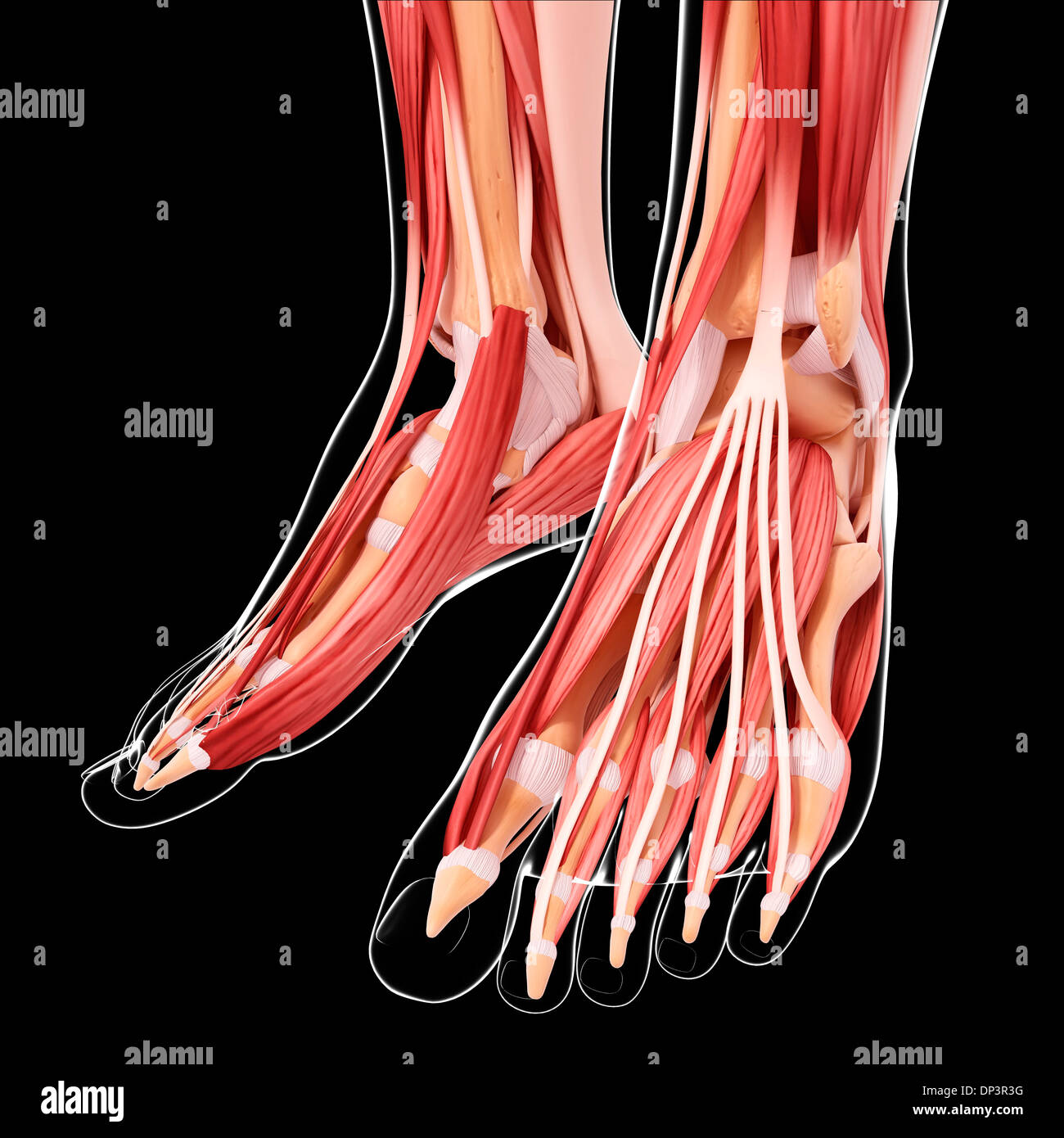 Human foot musculature, artwork Stock Photo - Alamy