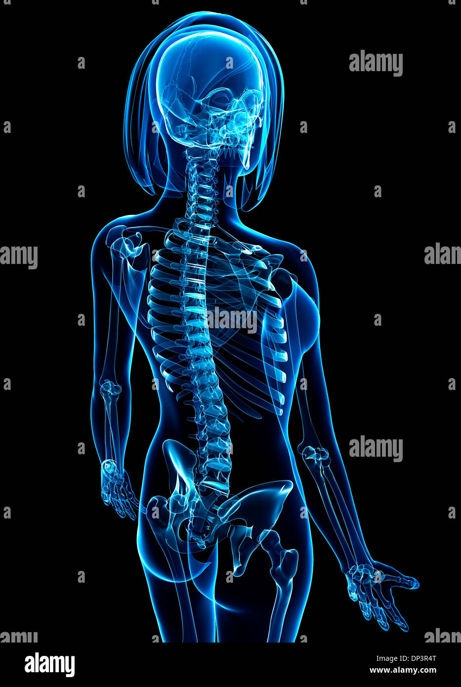 Female skeleton, artwork Stock Photo - Alamy