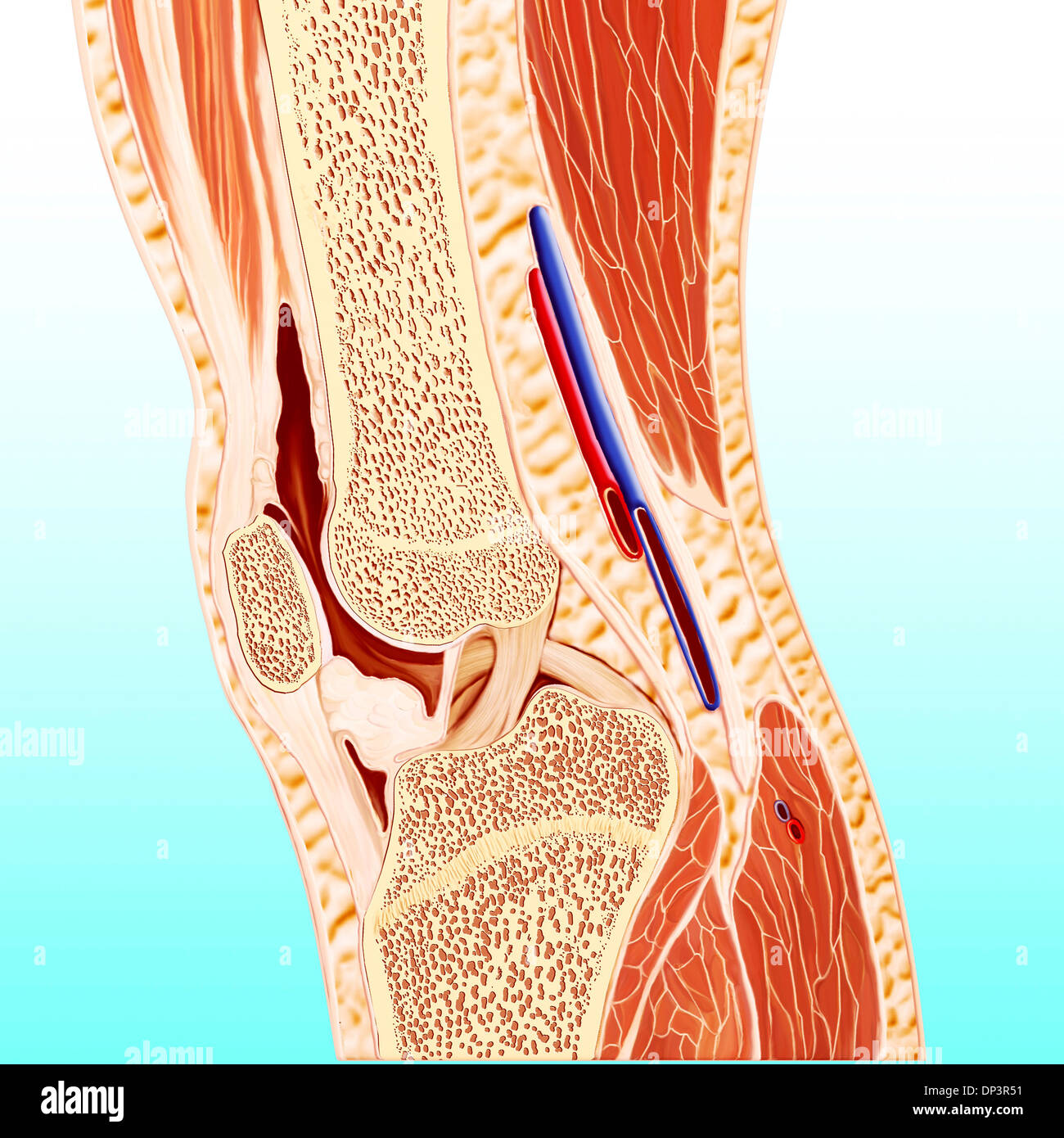 Human knee anatomy hi-res stock photography and images - Alamy