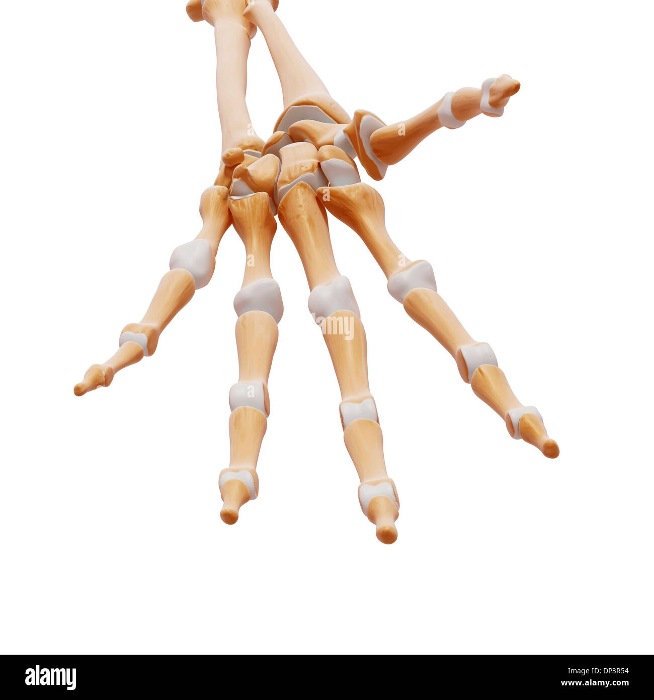 Human hand bones, artwork Stock Photo - Alamy