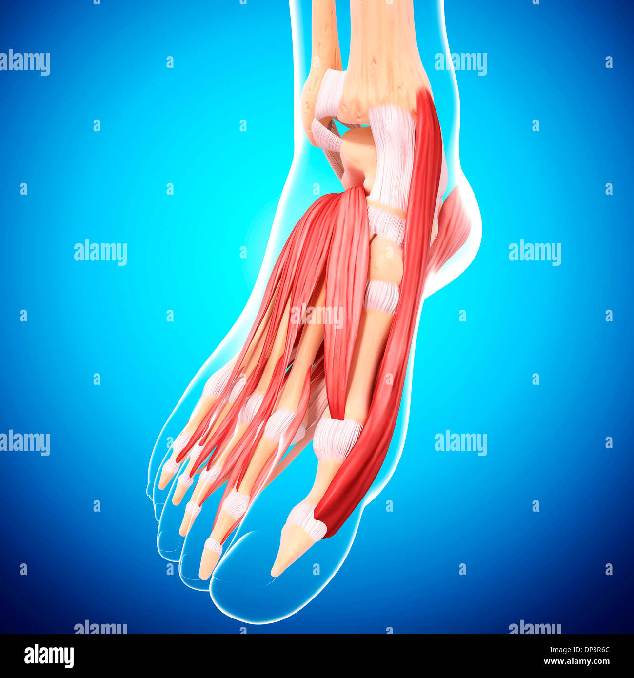 Human foot musculature, artwork Stock Photo - Alamy