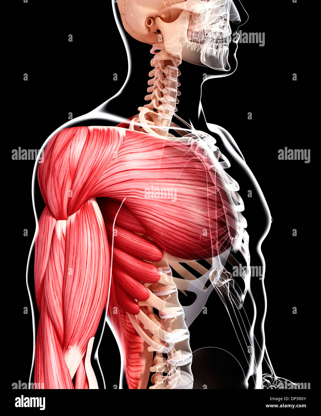 Human musculature, artwork Stock Photo - Alamy