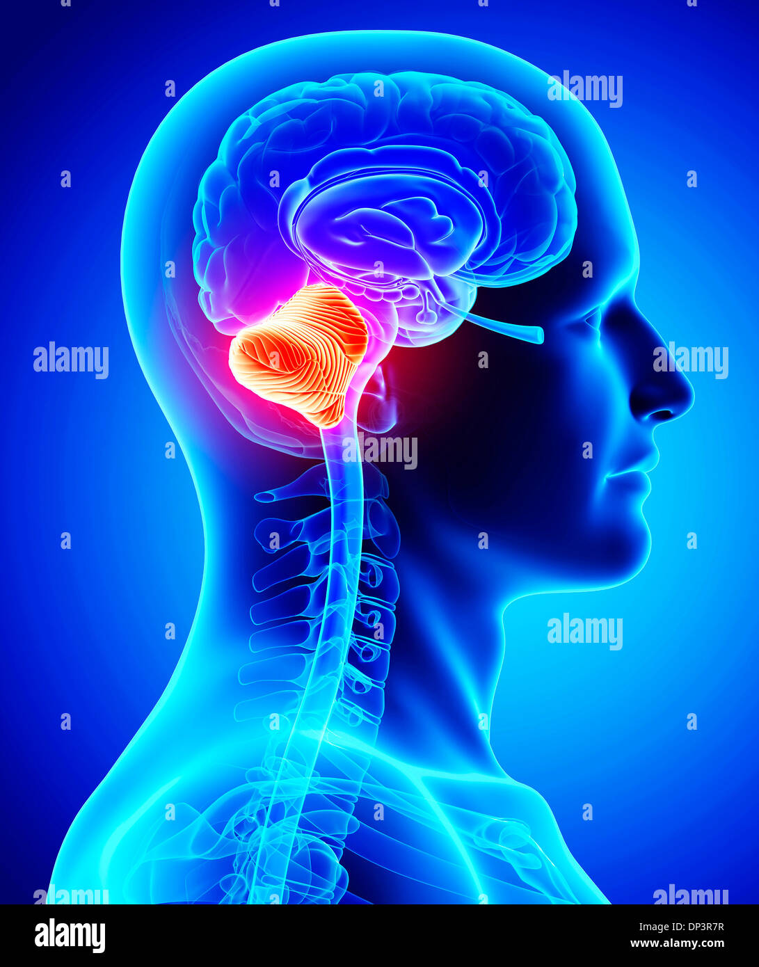 Male brain, artwork Stock Photo - Alamy Male brain, artwork Stock Photo - Alamy
