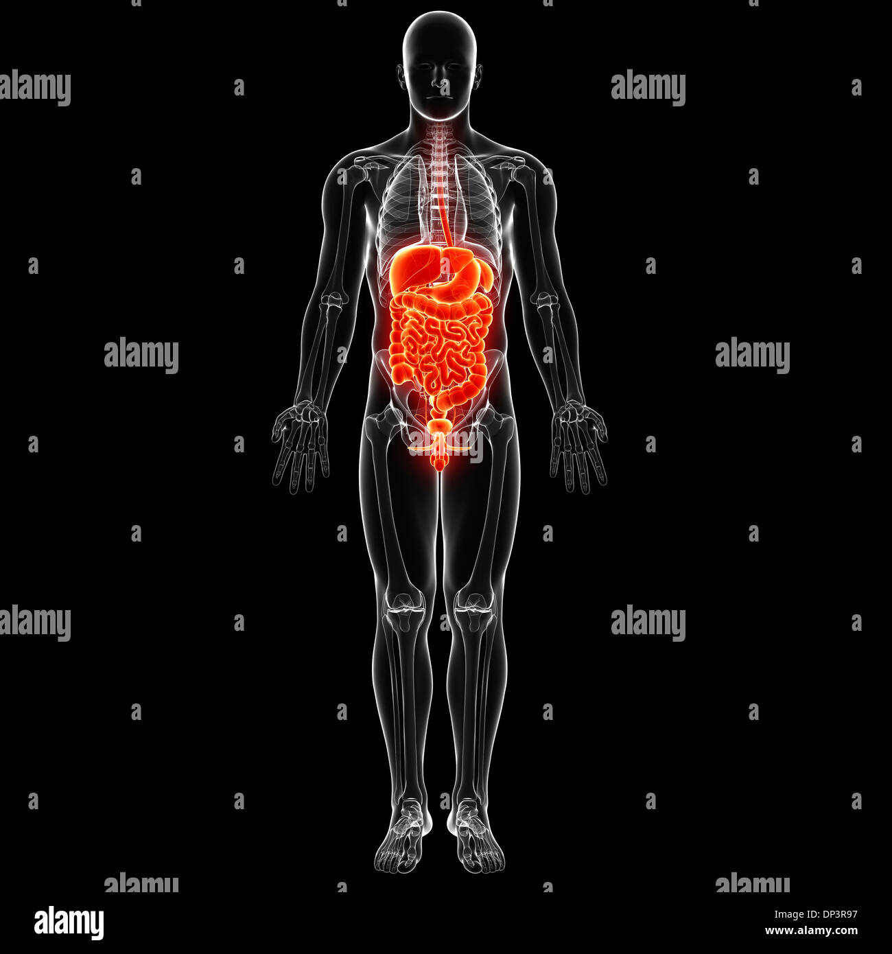 Male digestive system, artwork Stock Photo - Alamy