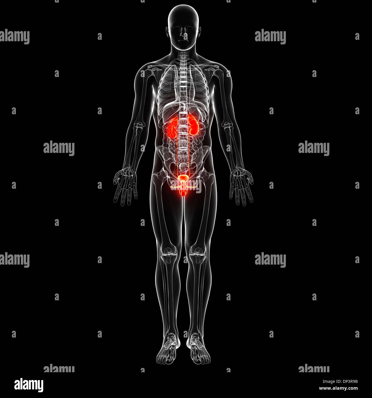 Male genitourinary system, artwork Stock Photo - Alamy