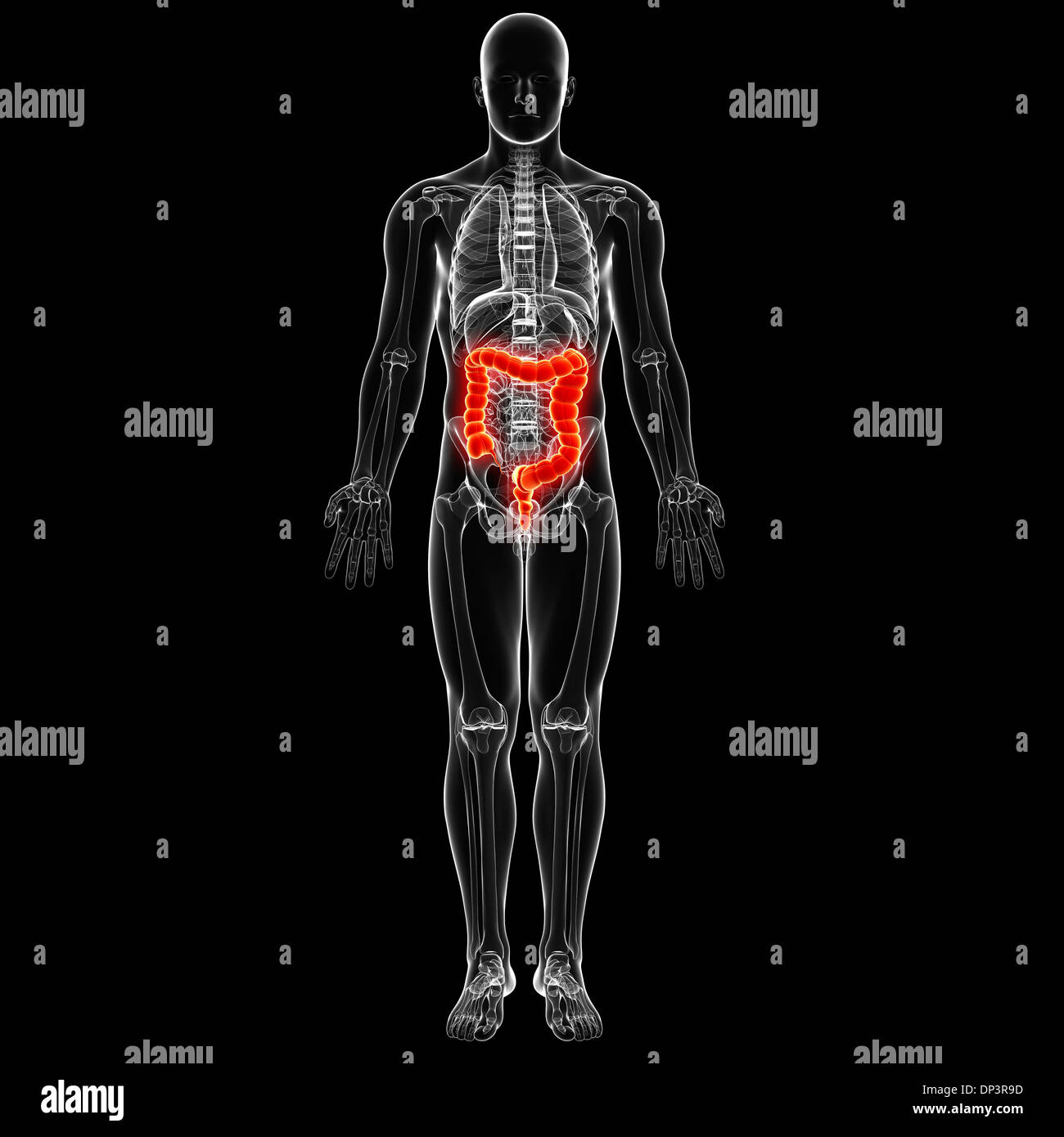 Male digestive system, artwork Stock Photo - Alamy