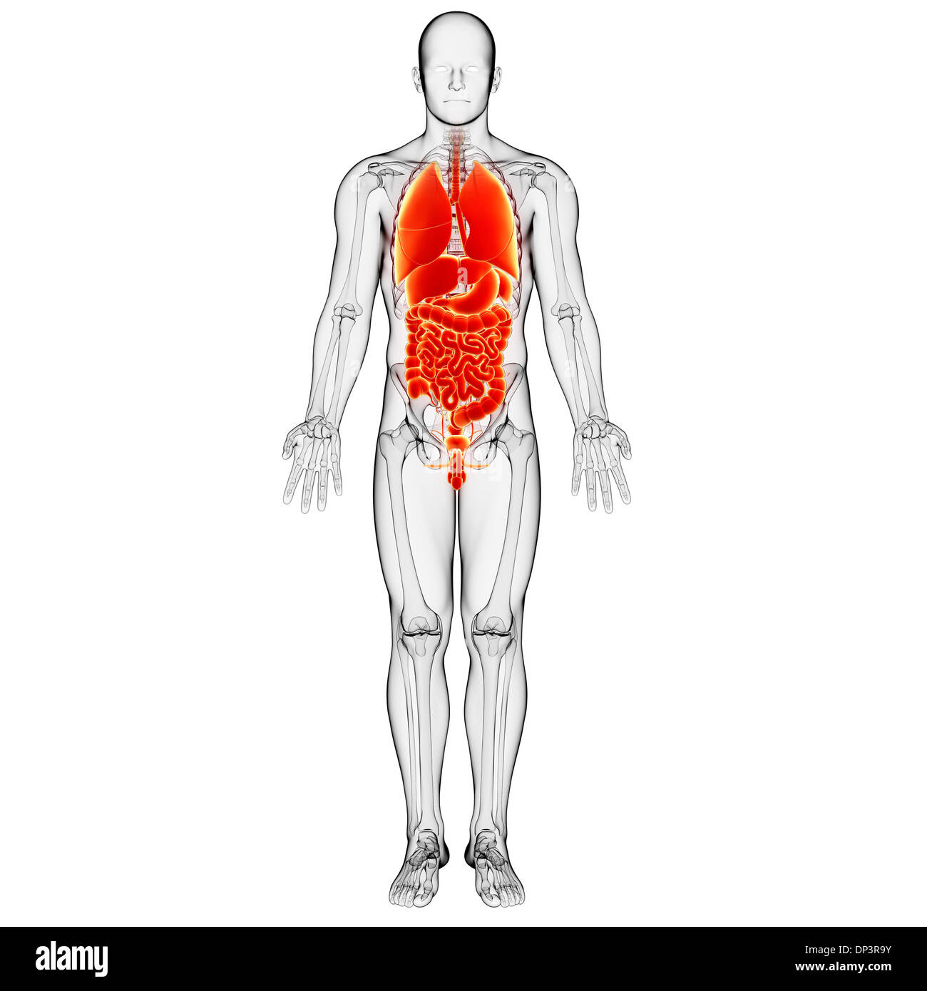Male digestive system, artwork Stock Photo - Alamy