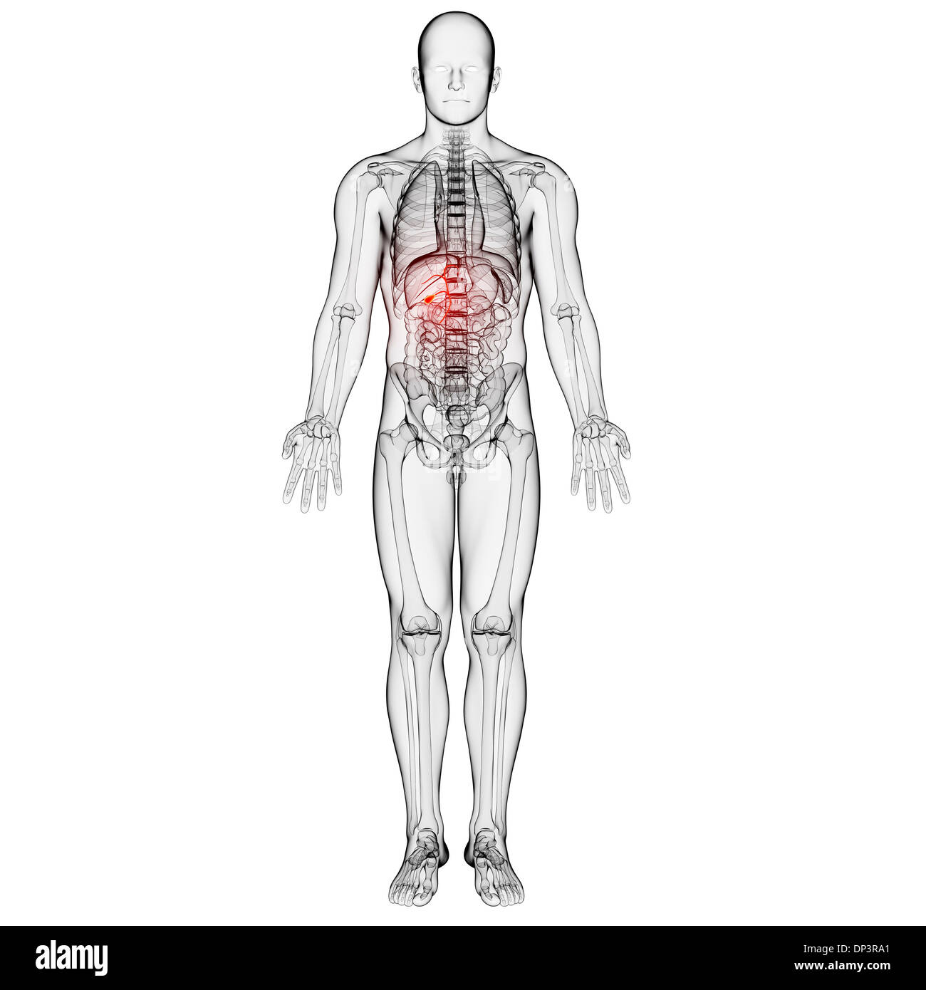 Male digestive system, artwork Stock Photo - Alamy