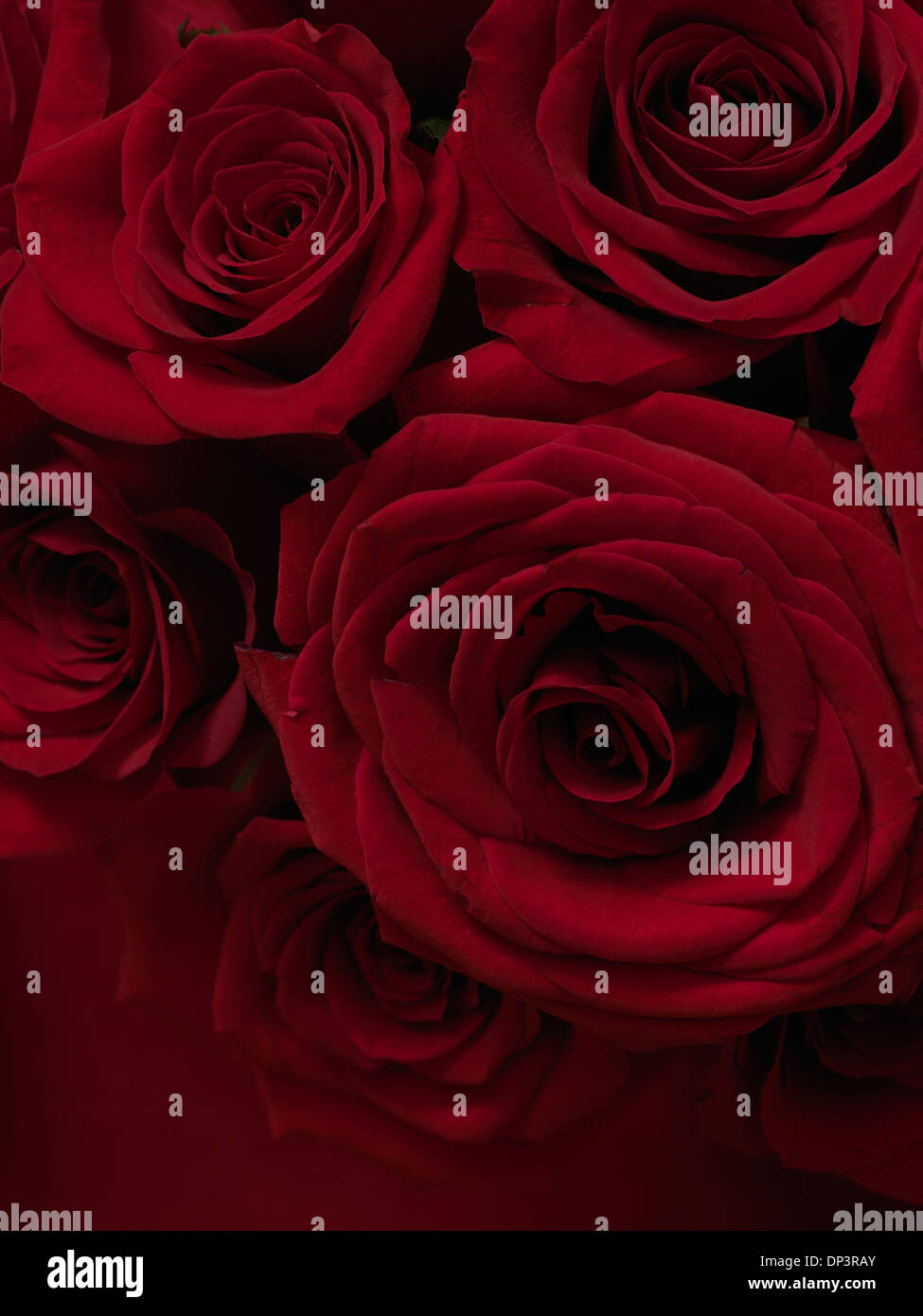 Roses images for love hi-res stock photography and images - Alamy