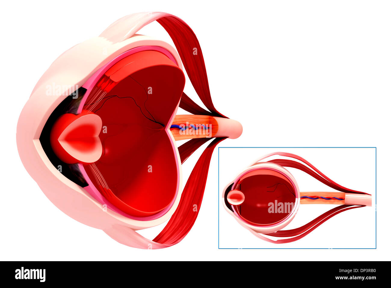 Eye Anatomy Illustration Stock Photos & Eye Anatomy Illustration Stock ...