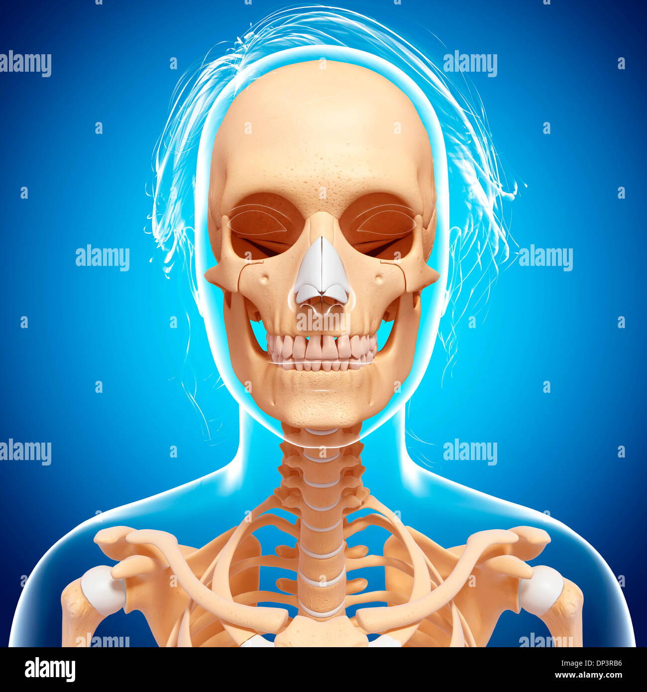 Female skeleton, artwork Stock Photo - Alamy