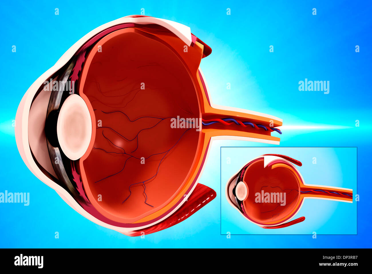 Eye illustration anatomy hi-res stock photography and images - Alamy