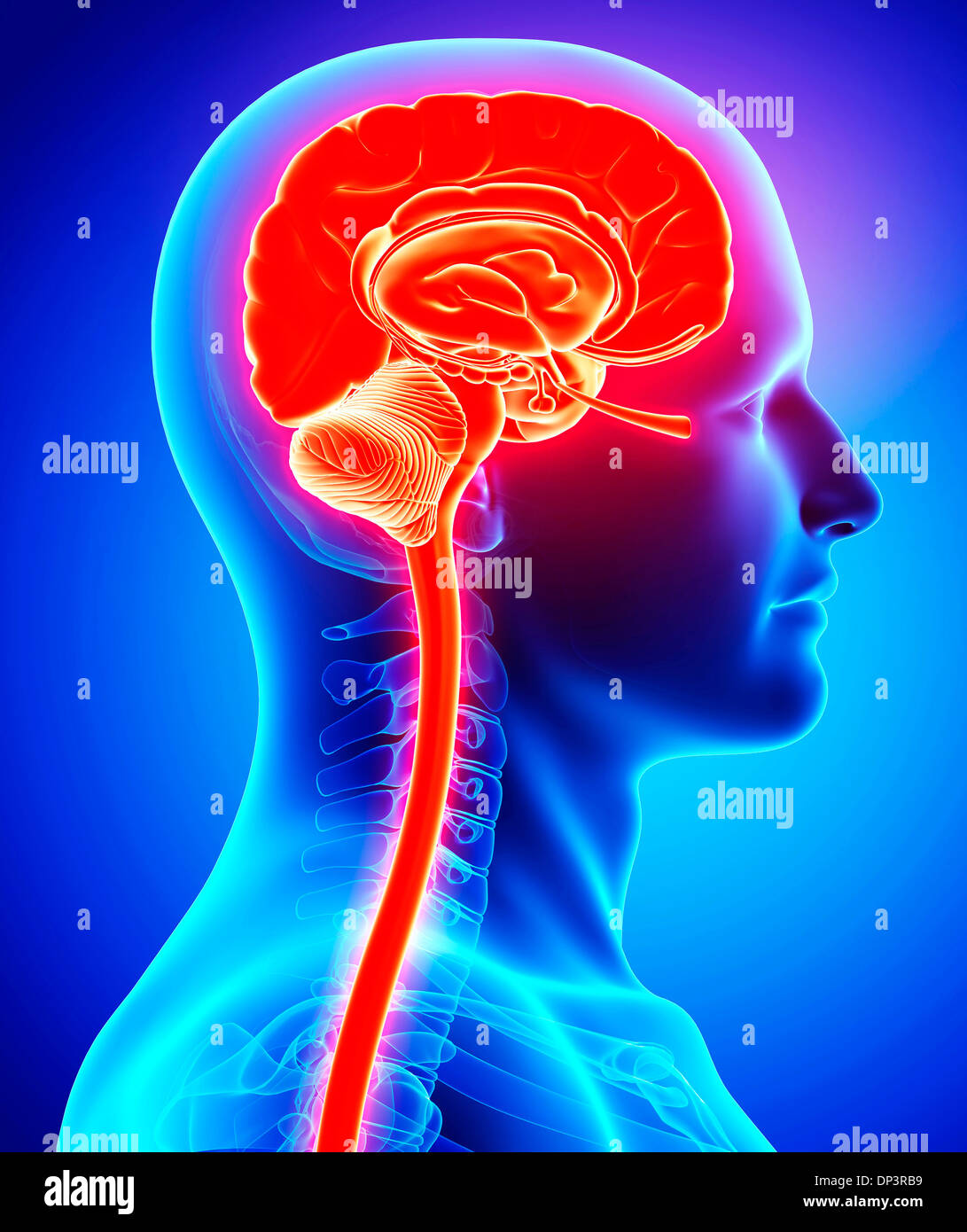 Male brain, artwork Stock Photo - Alamy