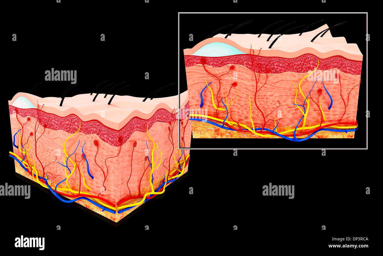 Human skin anatomy, artwork Stock Photo - Alamy