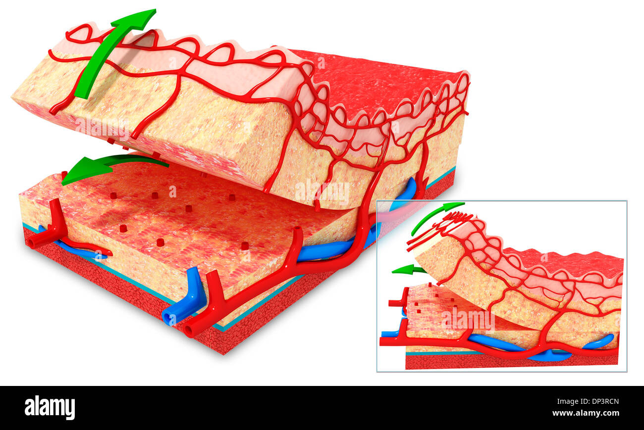 Human skin anatomy, artwork Stock Photo - Alamy