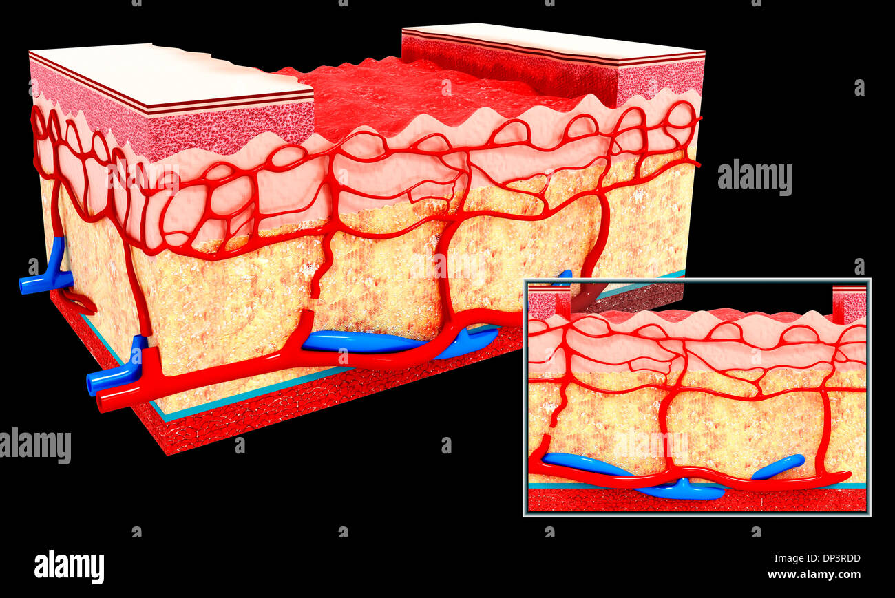 Hypodermis High Resolution Stock Photography and Images - Alamy