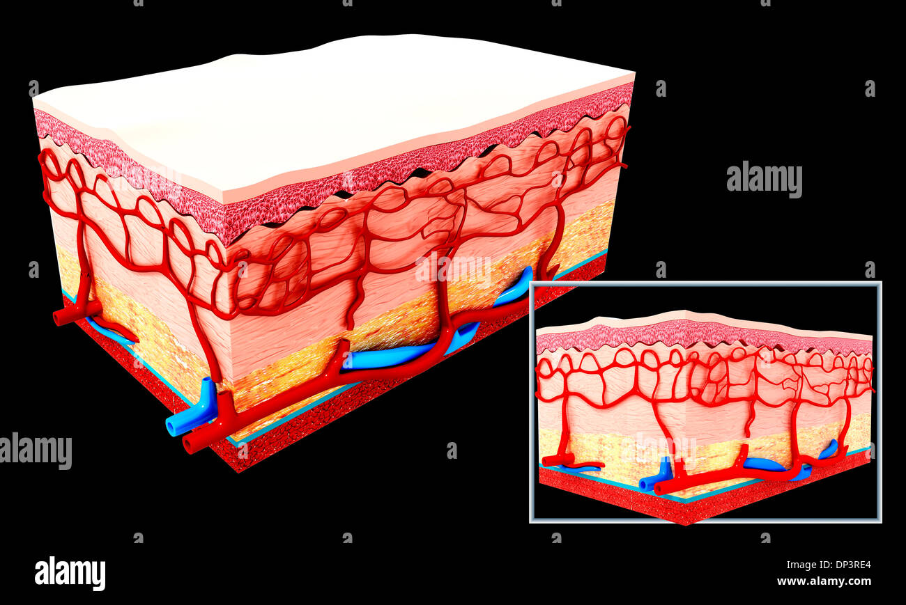 Hypodermis High Resolution Stock Photography and Images - Alamy