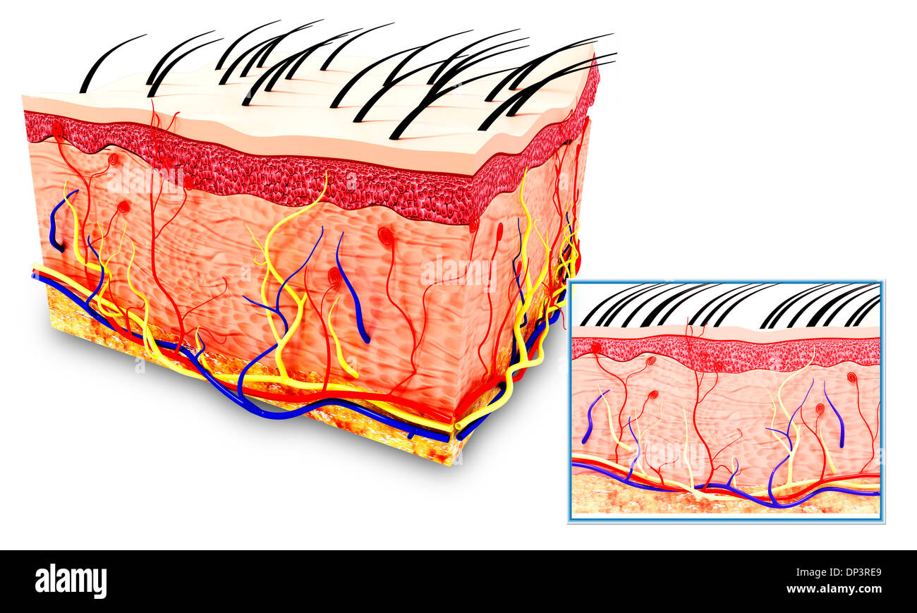 Human skin anatomy, artwork Stock Photo - Alamy