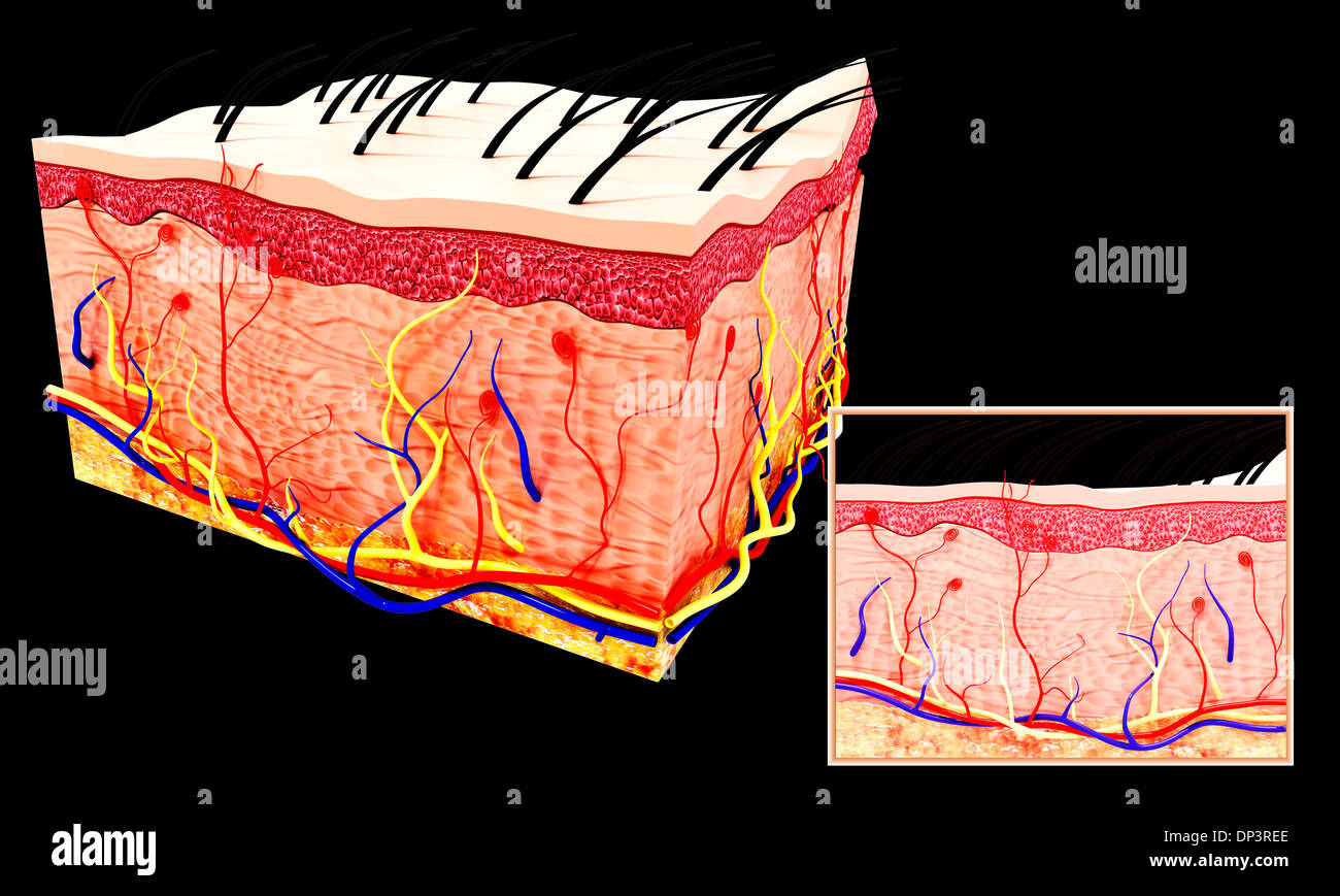 Human skin anatomy, artwork Stock Photo - Alamy