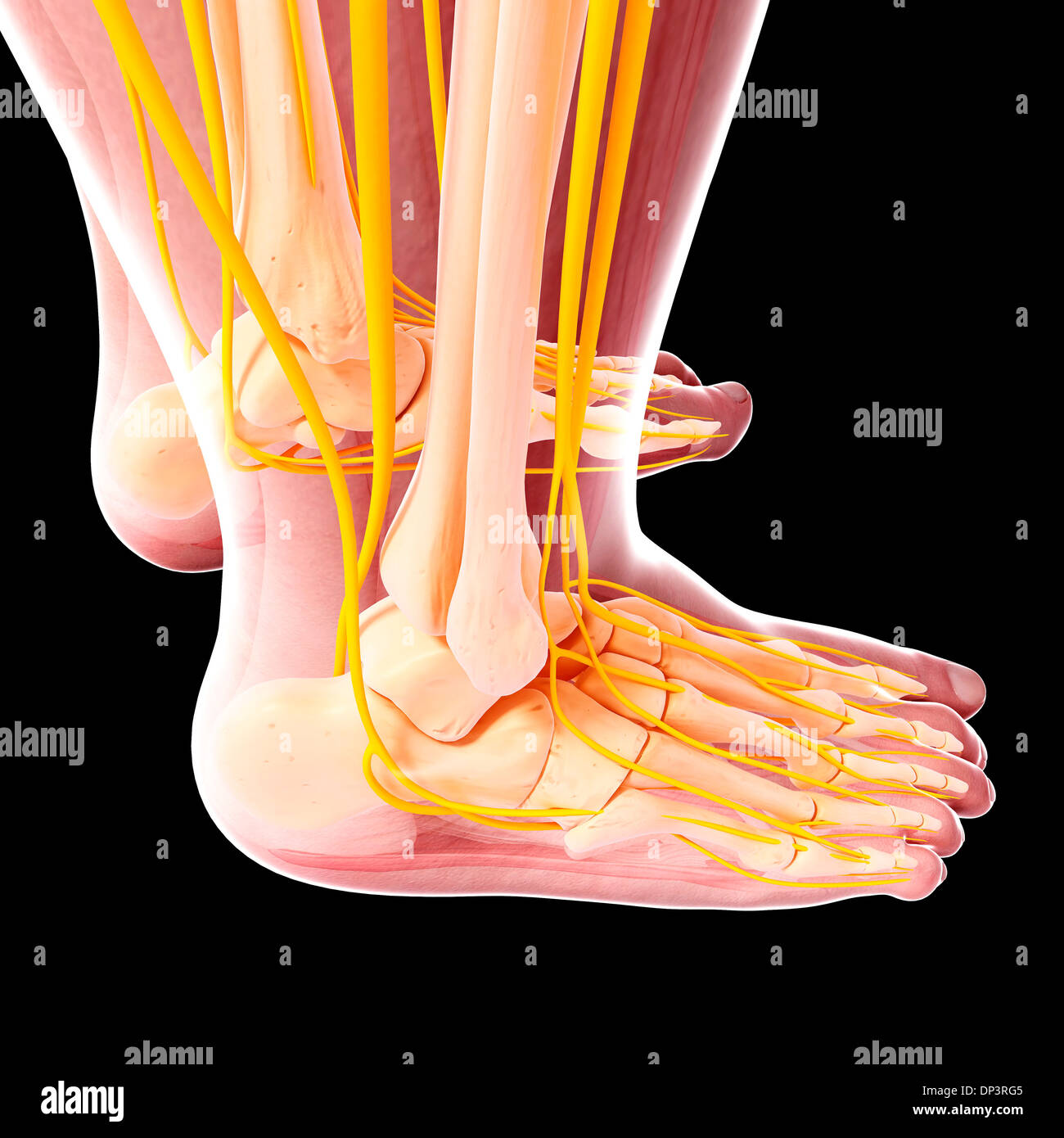 Human foot nervous system, artwork Stock Photo - Alamy