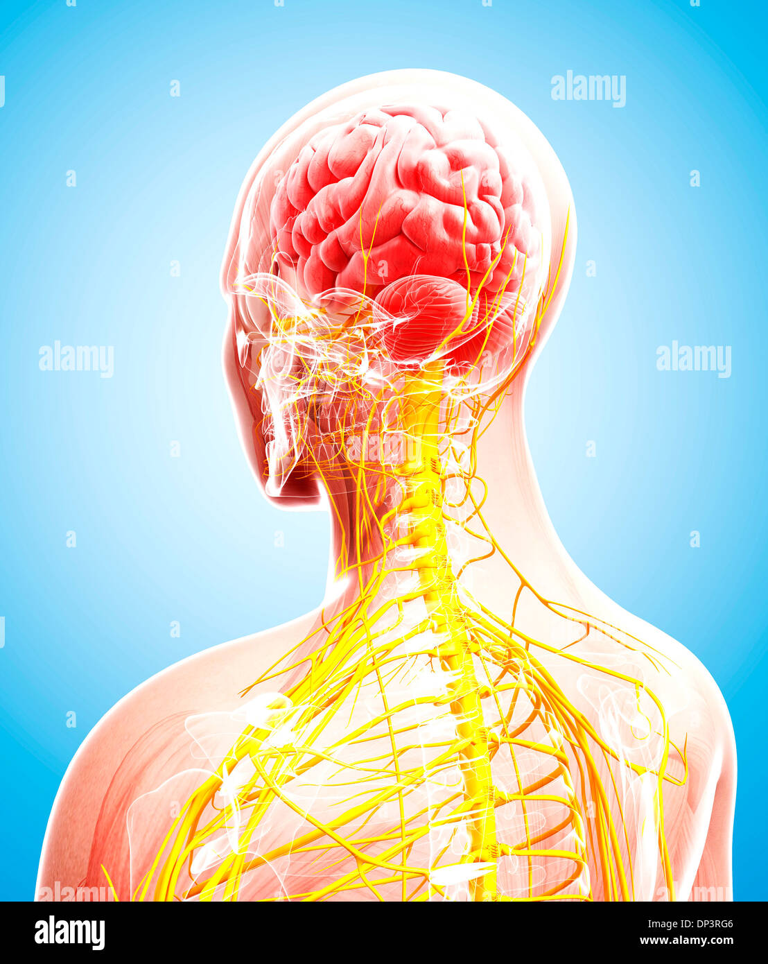 Human nervous system, artwork Stock Photo - Alamy