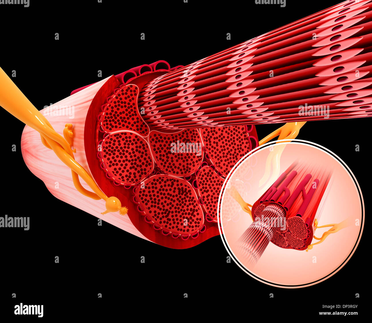 Myofilament hi-res stock photography and images - Alamy