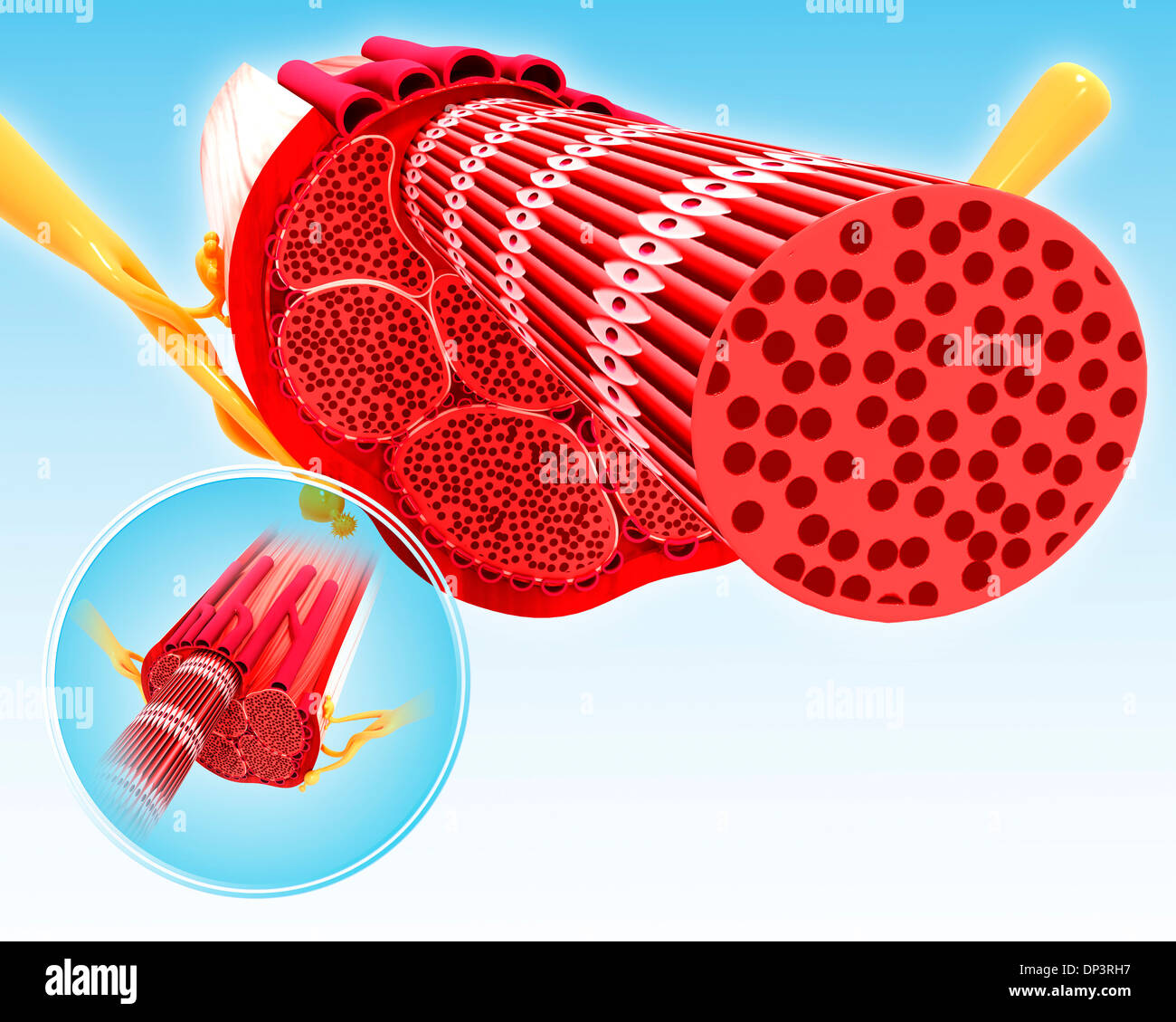 Endomysium Of Skeletal Muscle