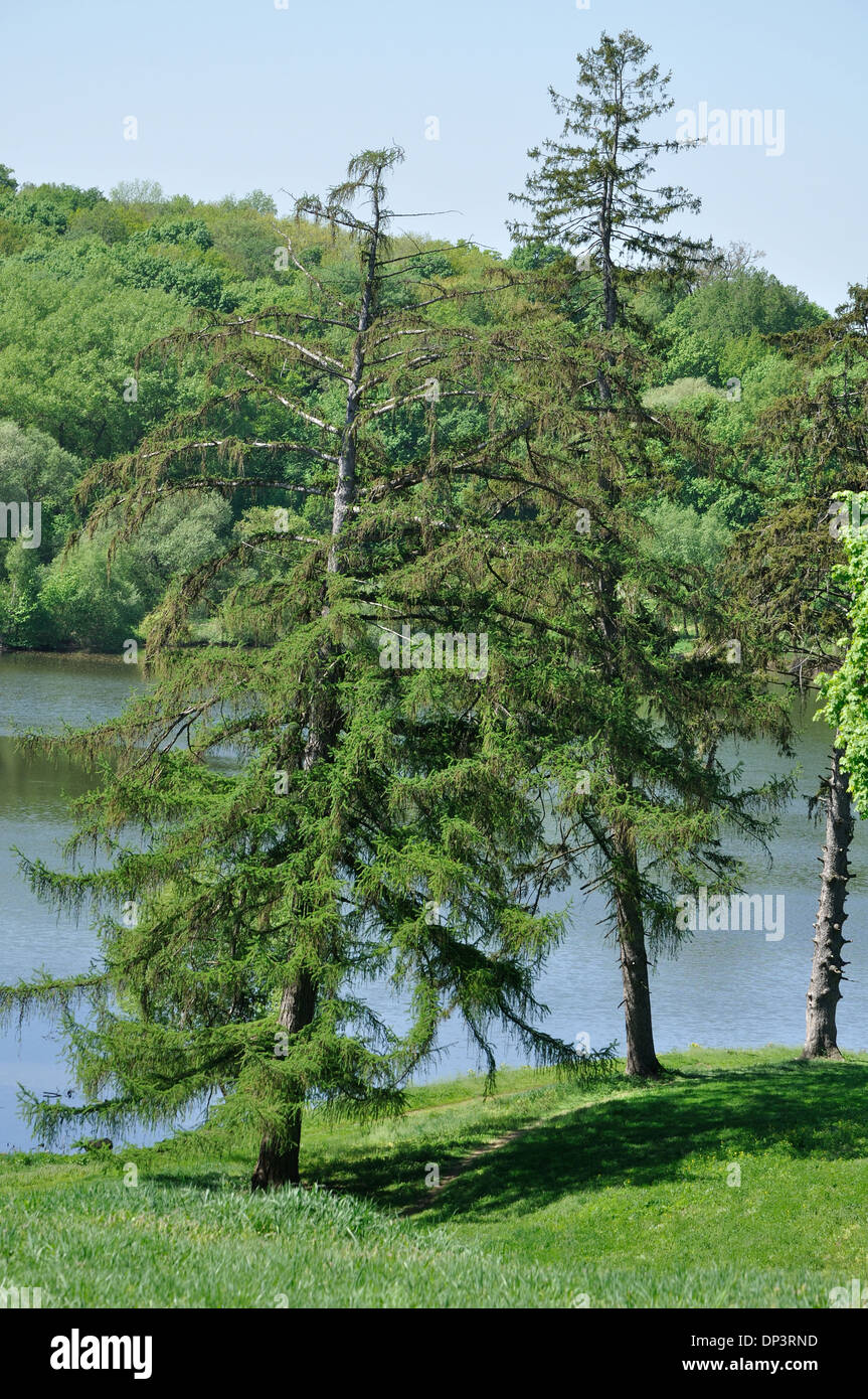 Two big pine trees and river behind Stock Photo - Alamy