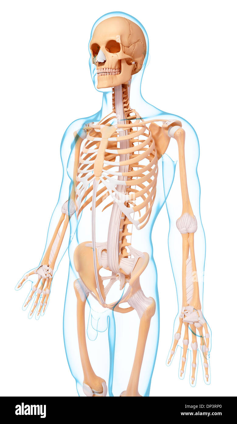 Human skeleton, artwork Stock Photo - Alamy